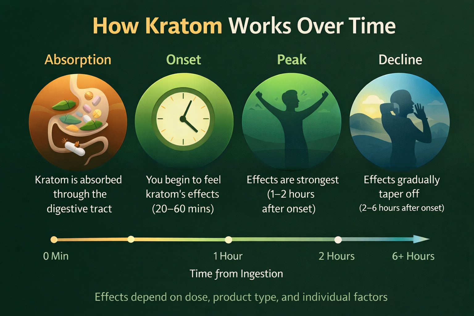 How Kratom Absorbs, Kicks In, and Changes Over Time - KratomGala.com